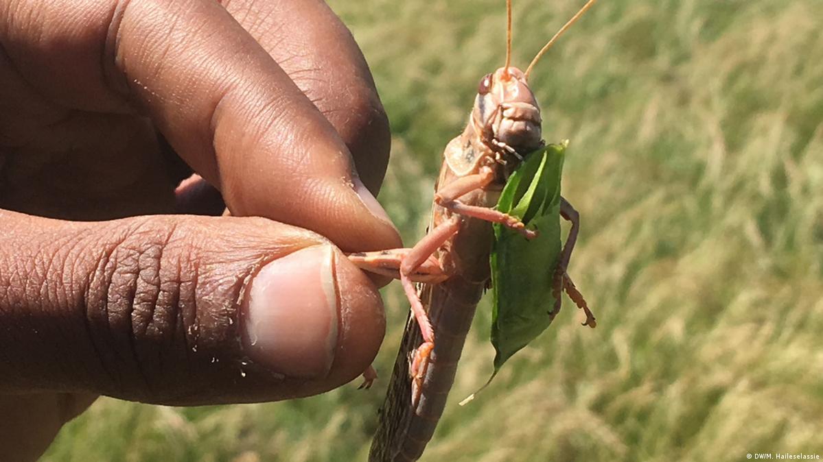 East Africa braces for more locusts – DW – 02/19/2020