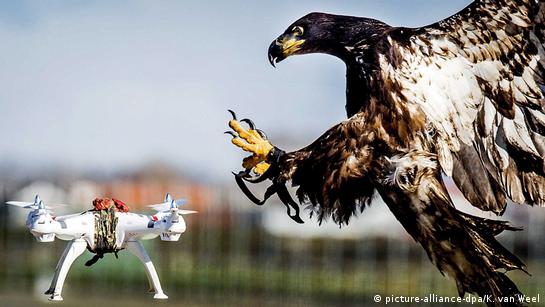 The real navy seals: Animals in action – DW – 11/02/2019