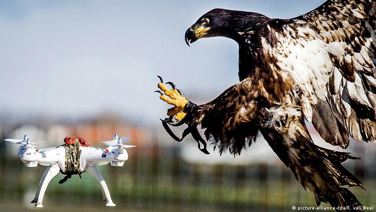 The real navy seals: Animals in action