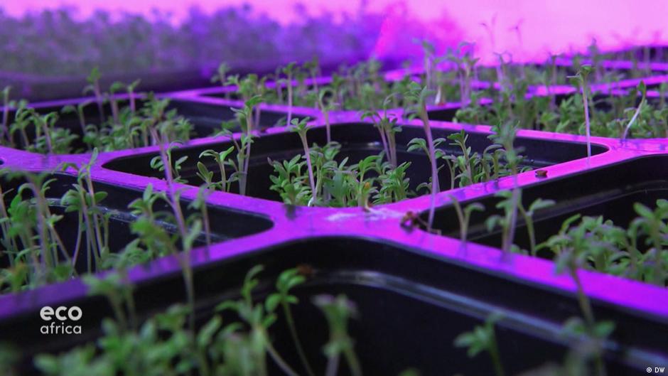 Growing food in the frigid Arctic – DW – 04/17/2020