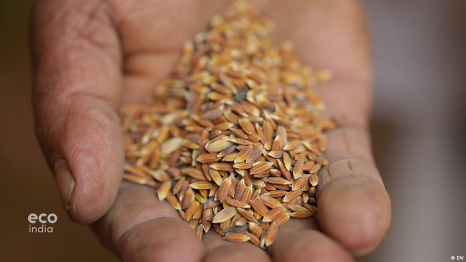 Seed diversity: India's heirloom rice – DW – 11/21/2019