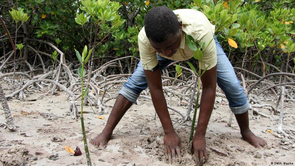 How Kenya saved its mangrove forest