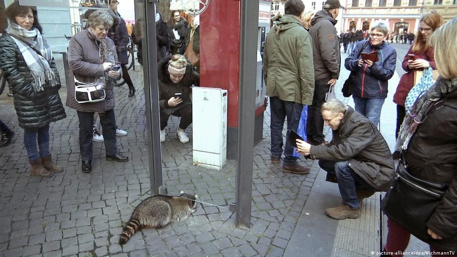 Drunken raccoon staggers through German Christmas market – DW – 12/08/2019