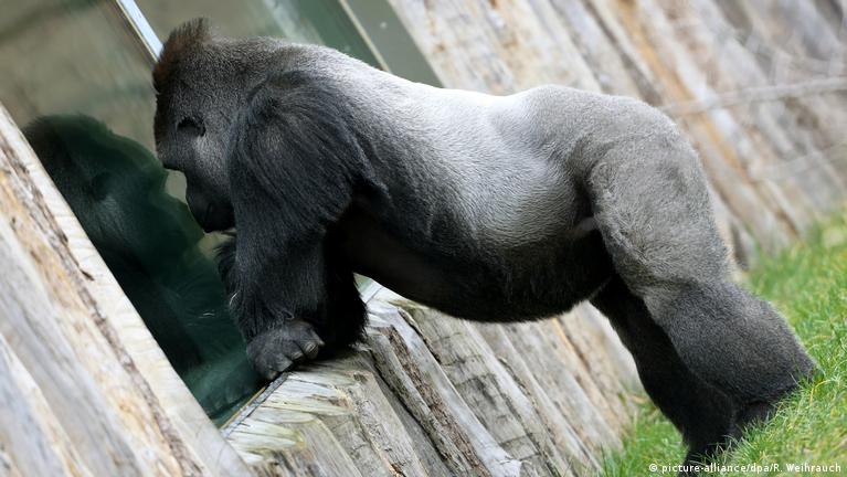 Primates mourn, too – DW – 01/02/2020