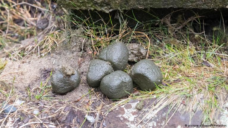 Aclaran misterio sobre las heces geométricas de los wombats