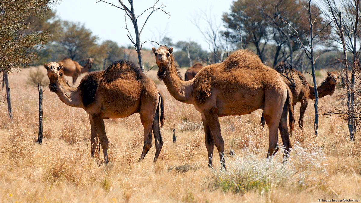 Camels In Australia Invasive Species at Shaun Williamson blog