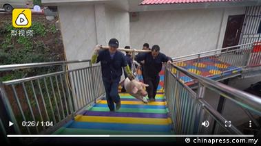Bungee-jumping pig stunt criticized