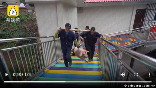 Bungee-jumping pig stunt criticized