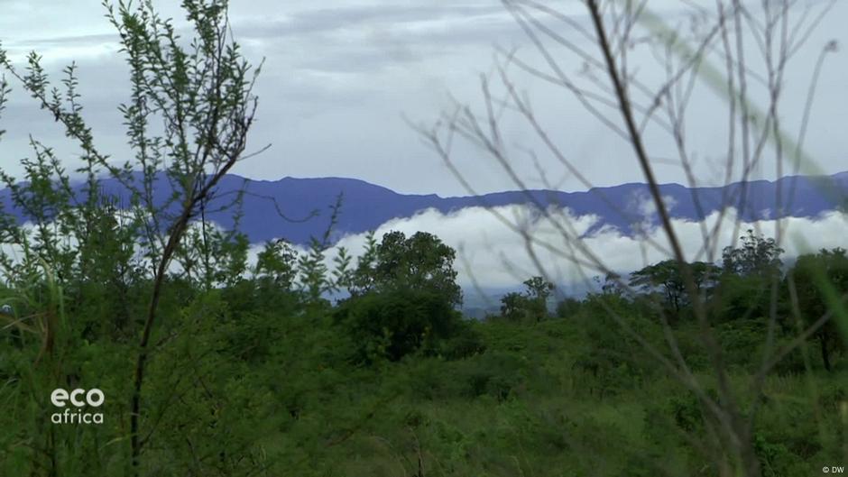 A successful reforestation project for western Uganda – DW – 01/25/2020 A successful reforestation project for western Uganda – DW – 01/25/2020