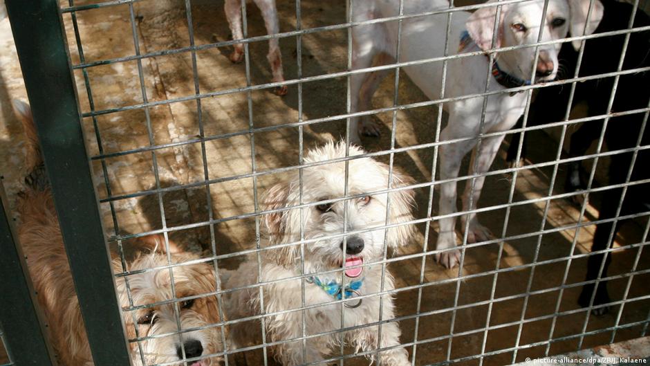 Inside Europe: Saving Cyprus' strays – DW – 03/06/2020