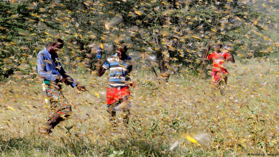 Billions of locusts swarm over East Africa
