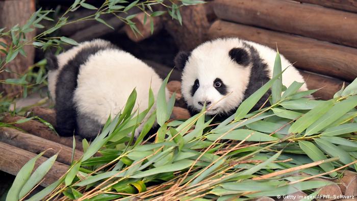 Udany debiut pand w berlińskim ZOO | Życie w Niemczech. Społeczeństwo ...