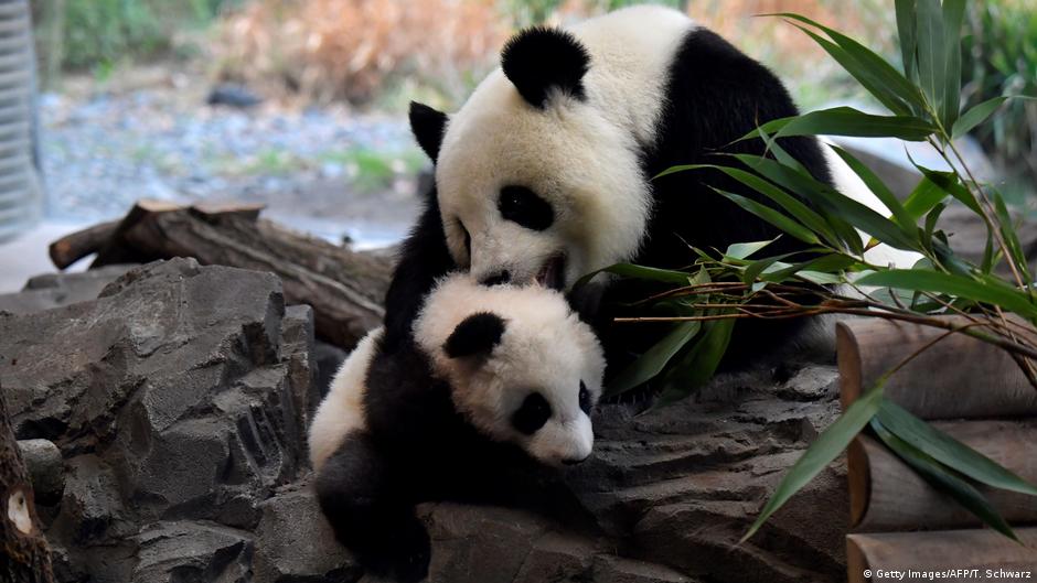 Udany debiut pand w berlińskim ZOO