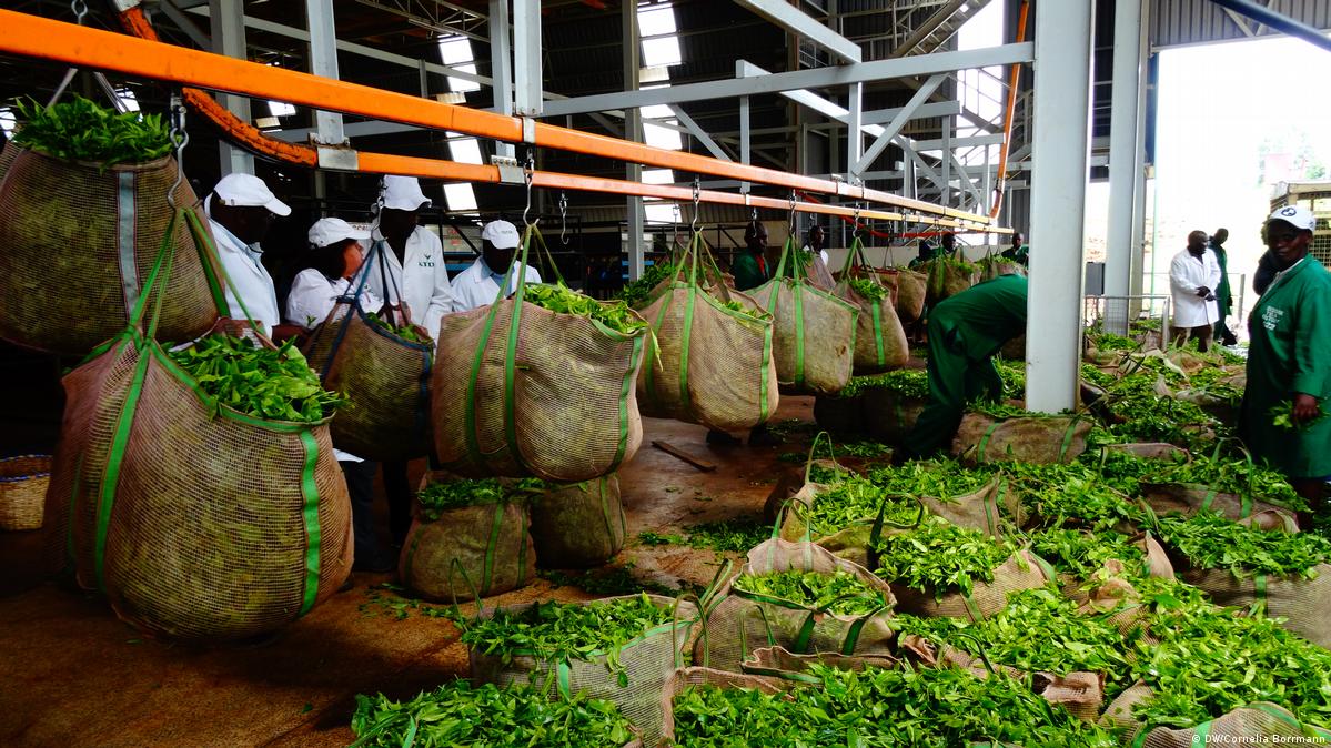 Bioenergy in Kenya: Making tea production sustainable – DW – 02/20/2020