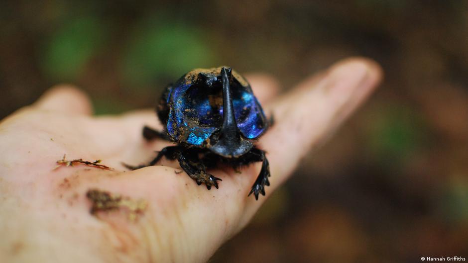 Pesquisa aponta redução drástica de besouros na Amazônia | Novidades da ...