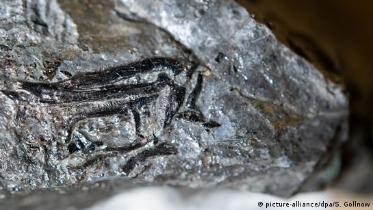 'Mini-dinosaur' fossil hailed as 'sensation'