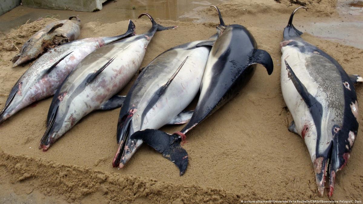 Hundreds of dead dolphins washed up on French coast – DW – 02/26/2020