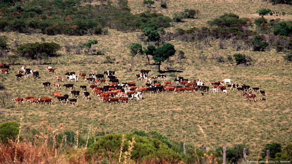 Emergencia Agropecuaria Por La Sequía En Uruguay Dw 09 03 2020