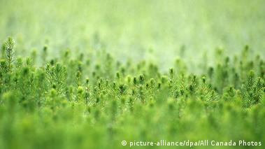 Good news about reforestation efforts – DW – 03/21/2020