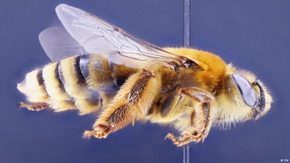 Save the insects! – DW – 03/20/2020