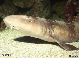Virgin shark produces young at German aquarium | Science | In-depth ...
