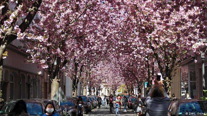 Japan: Earliest cherry blossom season peak on record | News | DW | 30. ...