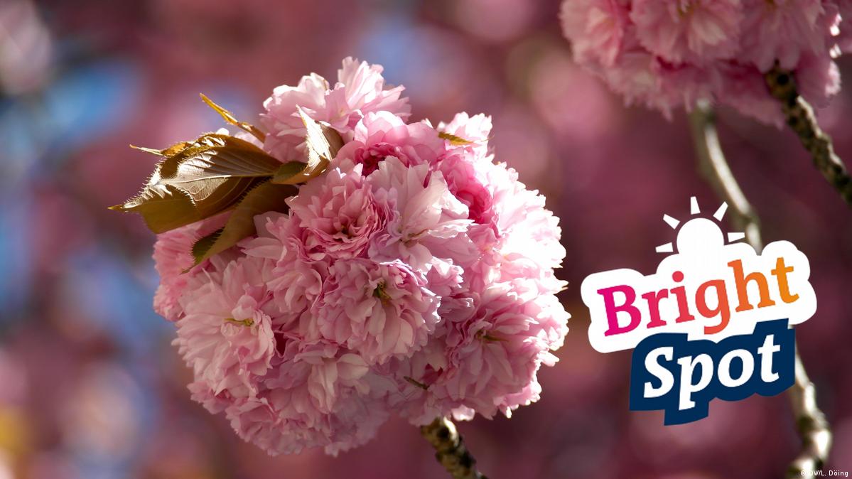 Bonn's famous cherry blossoms are here! – DW – 04/08/2020