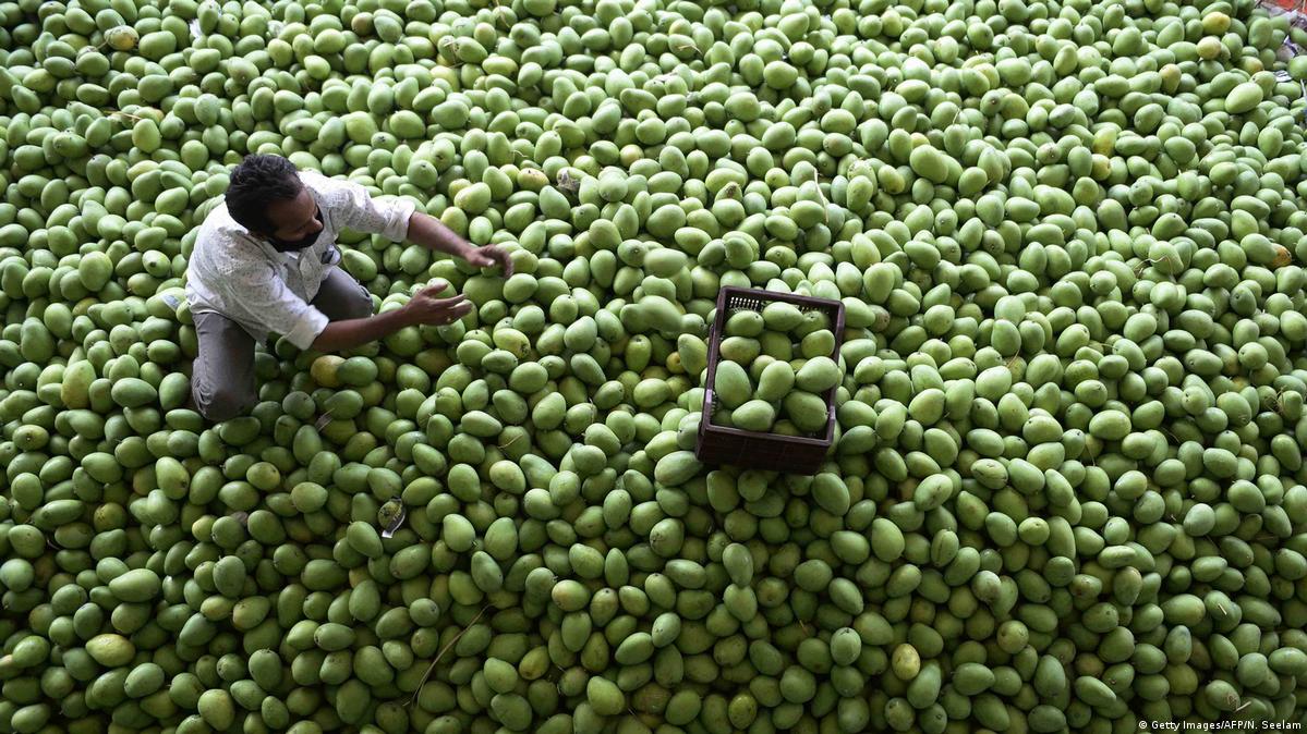 Pandemic prompts Indian farmers to cut out middlemen