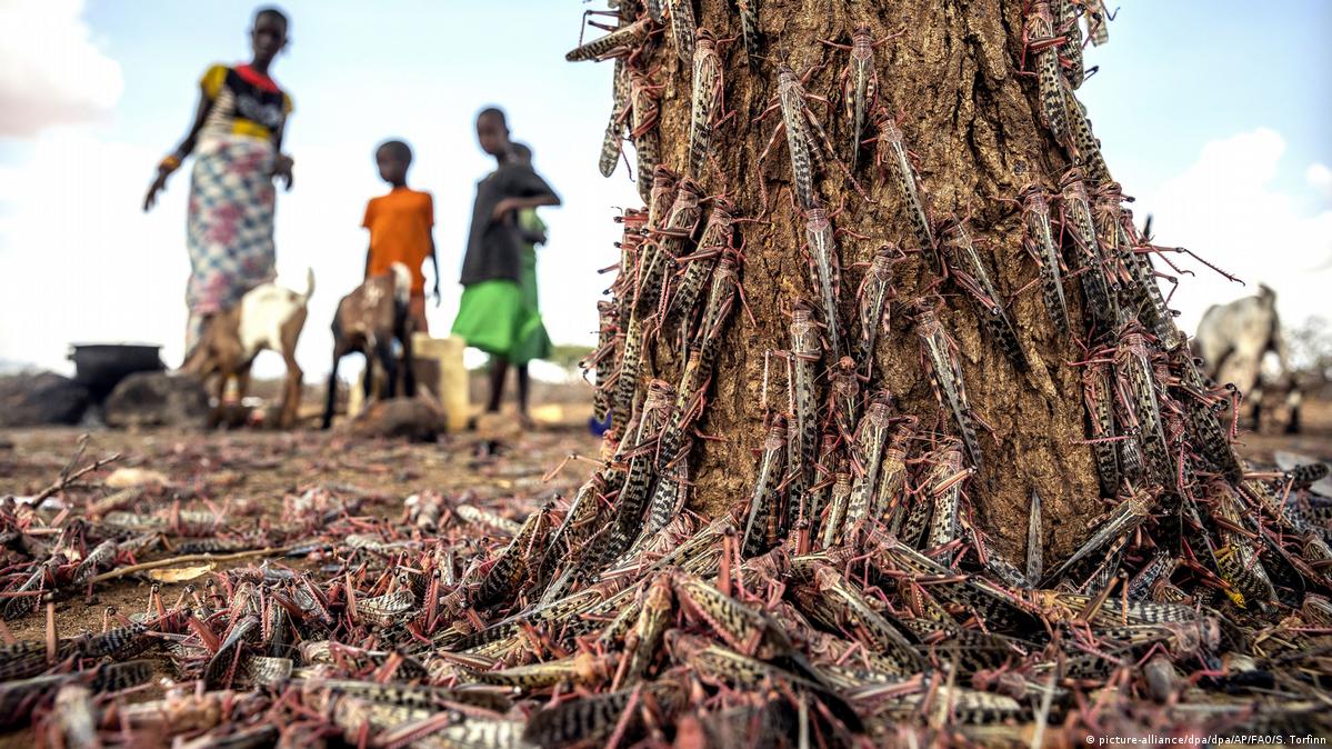 How East Africa is fighting locusts amid coronavirus