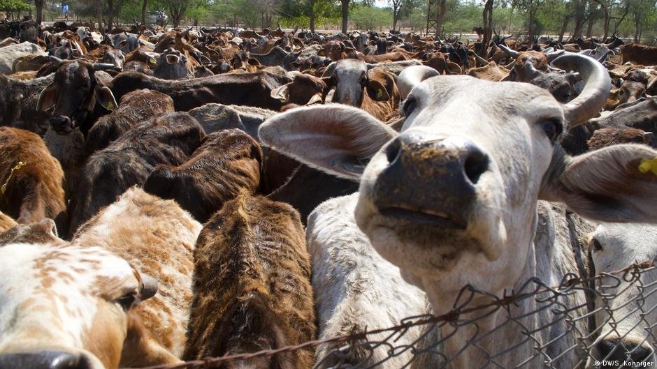 India's paradox of the holy cow – DW – 05/14/2020