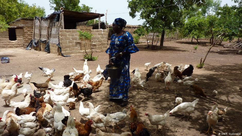 La matrone accoucheuse malienne devenue avicultrice – DW – 21/05/2020