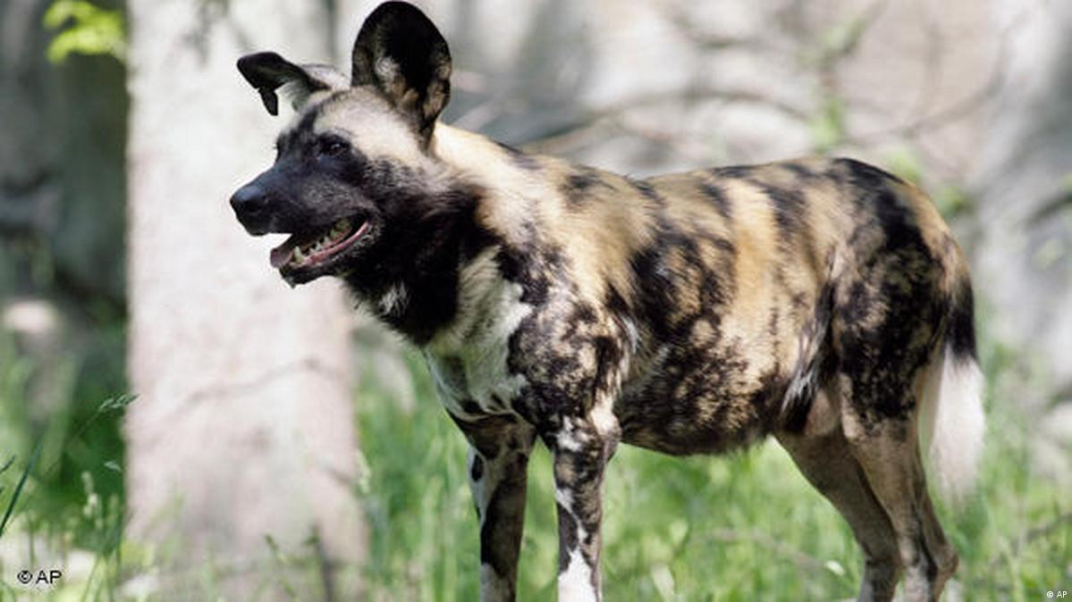 Mabecos, um dos carnívoros mais ameaçados da África – DW – 06/02/2019