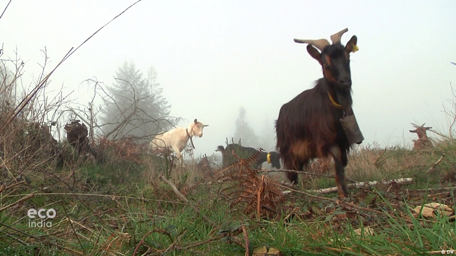 Firefighting goats – DW – 06/05/2020