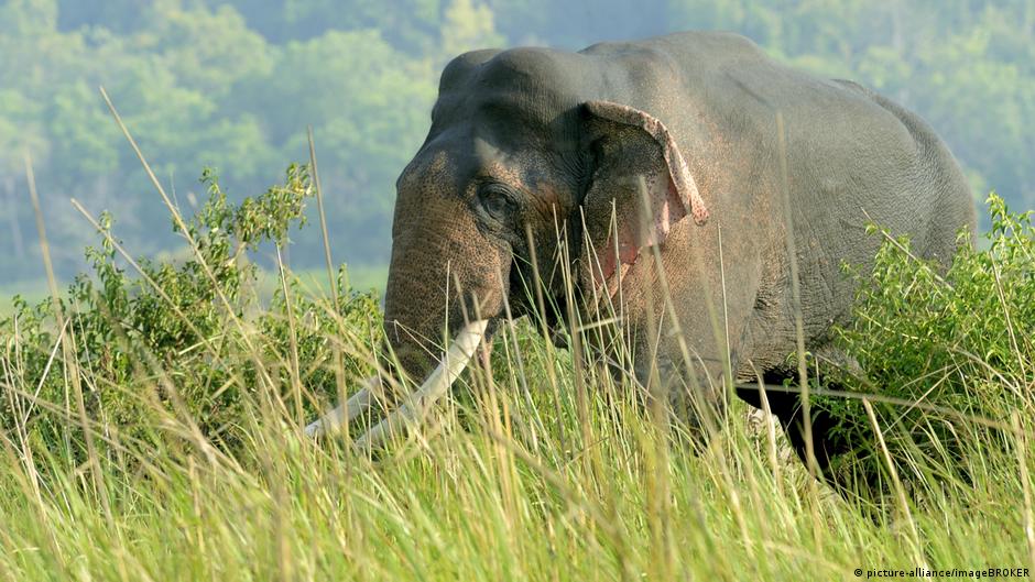 India makes arrest over elephant explosives death – DW – 06/05/2020