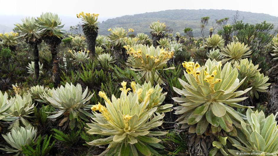 Descubren especie de frailejón en Colombia – DW – 05/06/2020