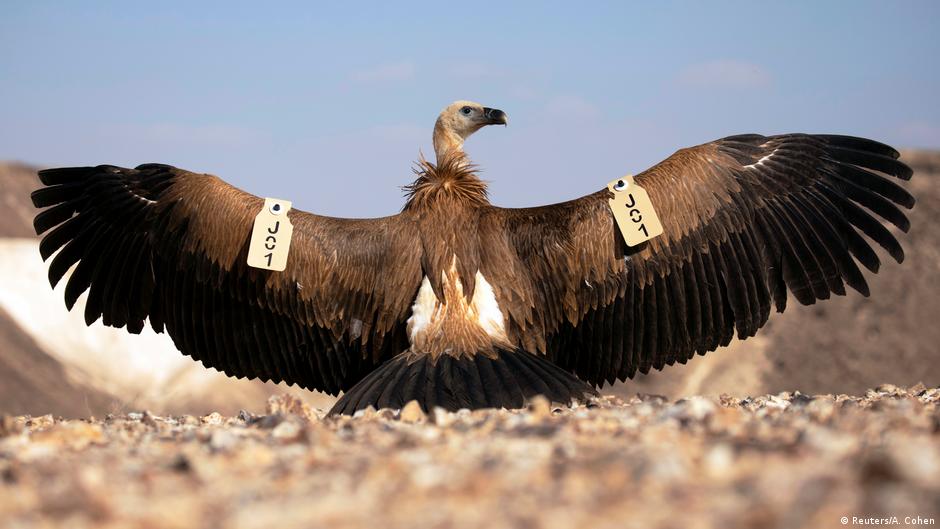 Humans outnumbered: 11 amazing birds – DW – 08/27/2021