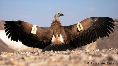 Humans outnumbered: 11 amazing birds – DW – 08/27/2021