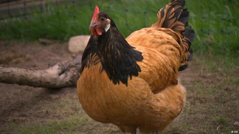 Rent-a-chicken – DW – 12/31/2020