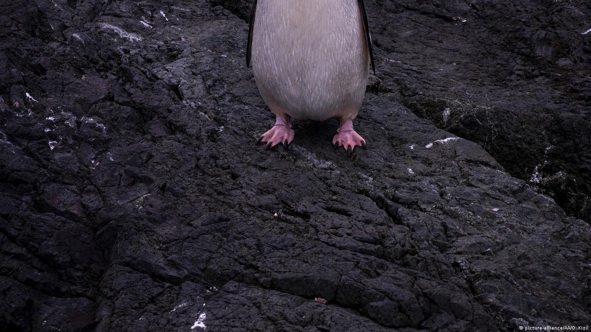 Microplastics found for first time in Antarctica food chain – DW – 06 ...