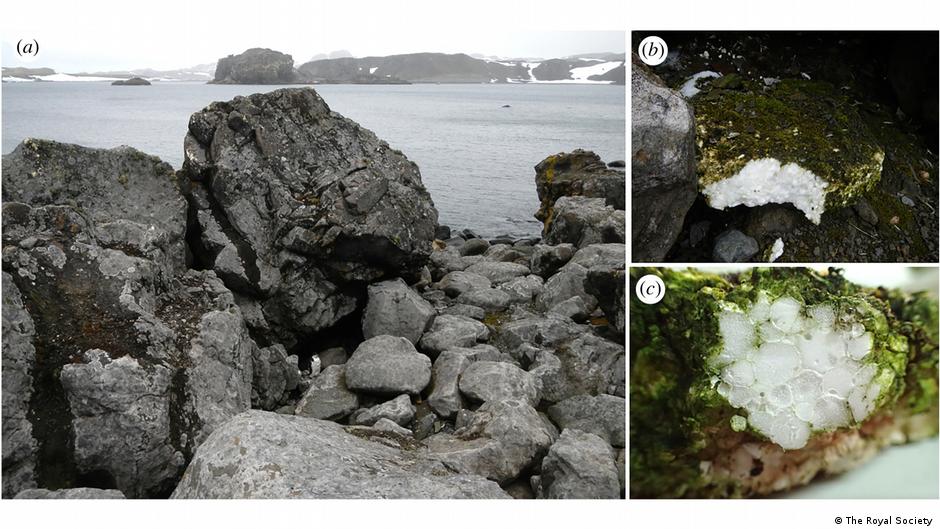 Microplastics found for first time in Antarctica′s food chain | News ...