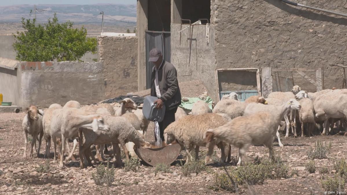 Bringing water to Tunisia's struggling farmers – DW – 07/09/2020