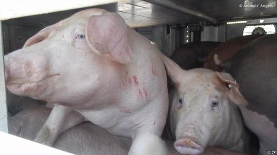 Rough ride: Cruel animal transports – DW – 07/03/2020