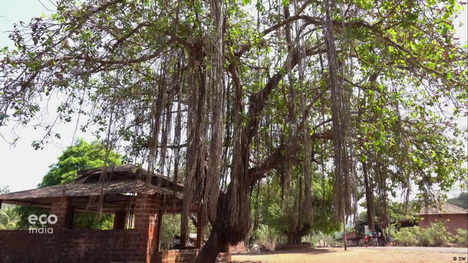 Money from the bibhitaki tree – DW – 10/07/2020