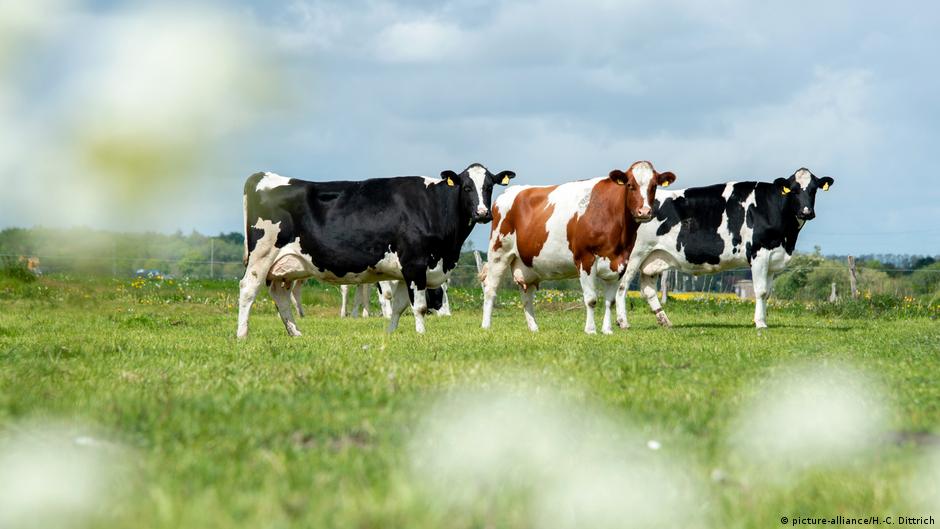 German hiker trampled by herd of cows – DW – 07/18/2020