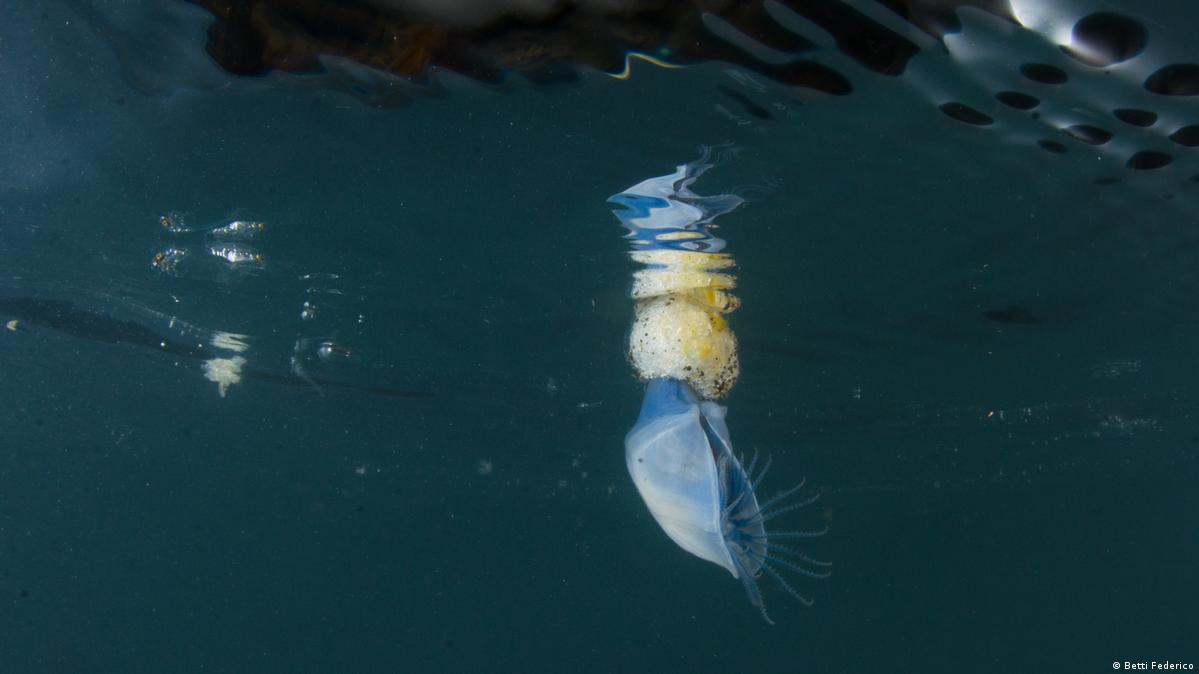 Mysterious marine ecosystem threatened by plastic cleanup – DW – 08/14/2020