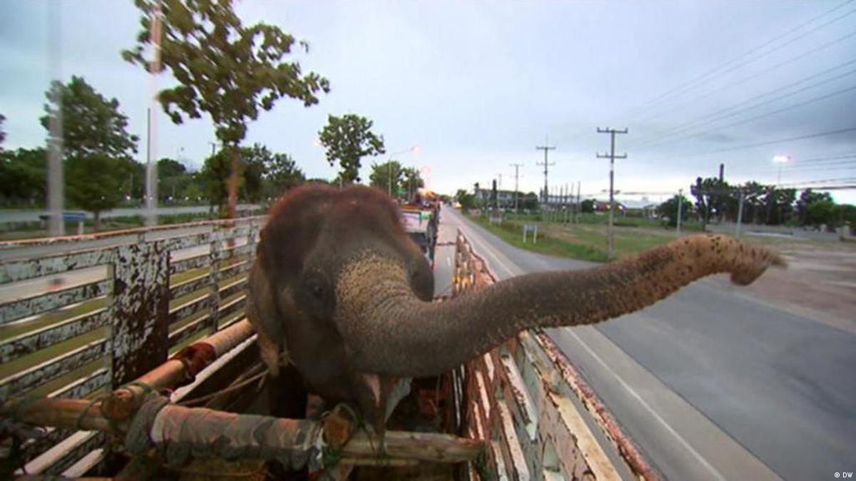 Life after the tourist trade for Thai elephants