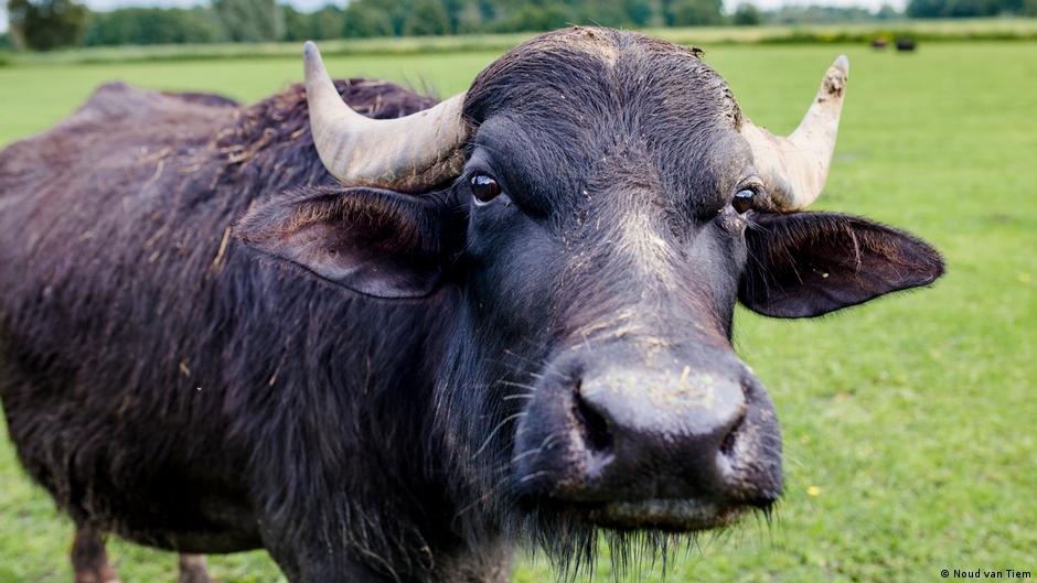 Megafauna