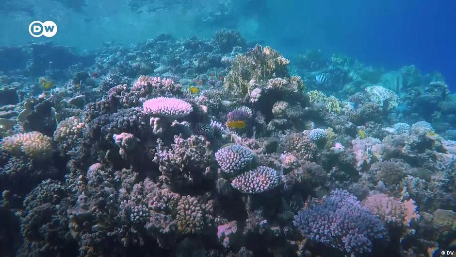 Cleaning up Red Sea coral reefs – DW – 12/24/2020