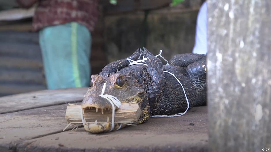 Activists save rare wildlife from the butcher's knife – DW – 08/06/2020