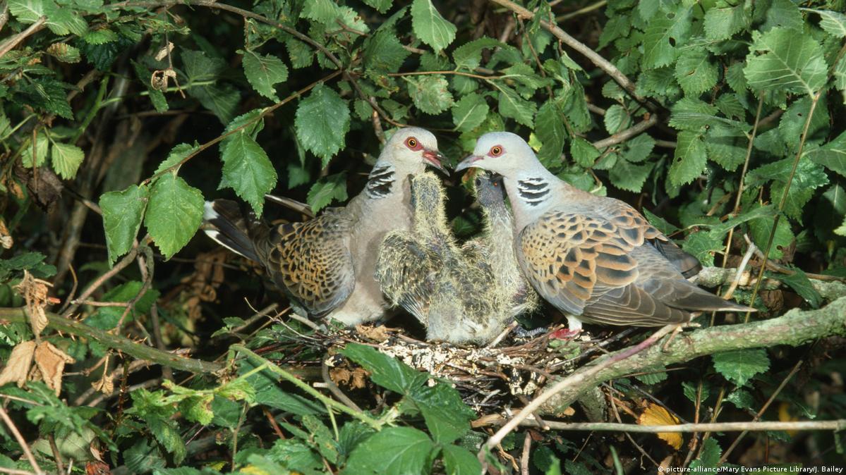 The fight to save Britain's turtle doves – DW – 10/22/2020